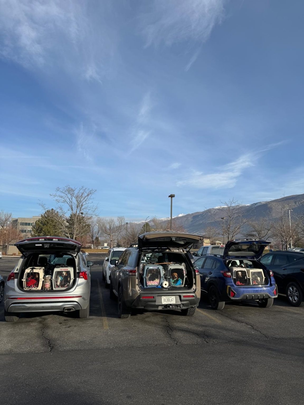 Operación Frodo: llevaremos a perros rescatados en USA